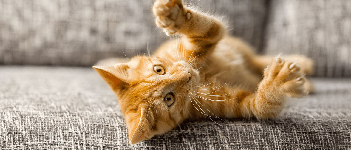 Understanding Different Cat Claws - WHISKAS® Phillipines