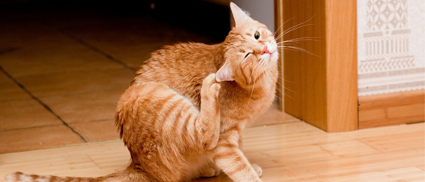 Cat Skin Diseases: Signs & Treatments | WHISKAS® Philippines