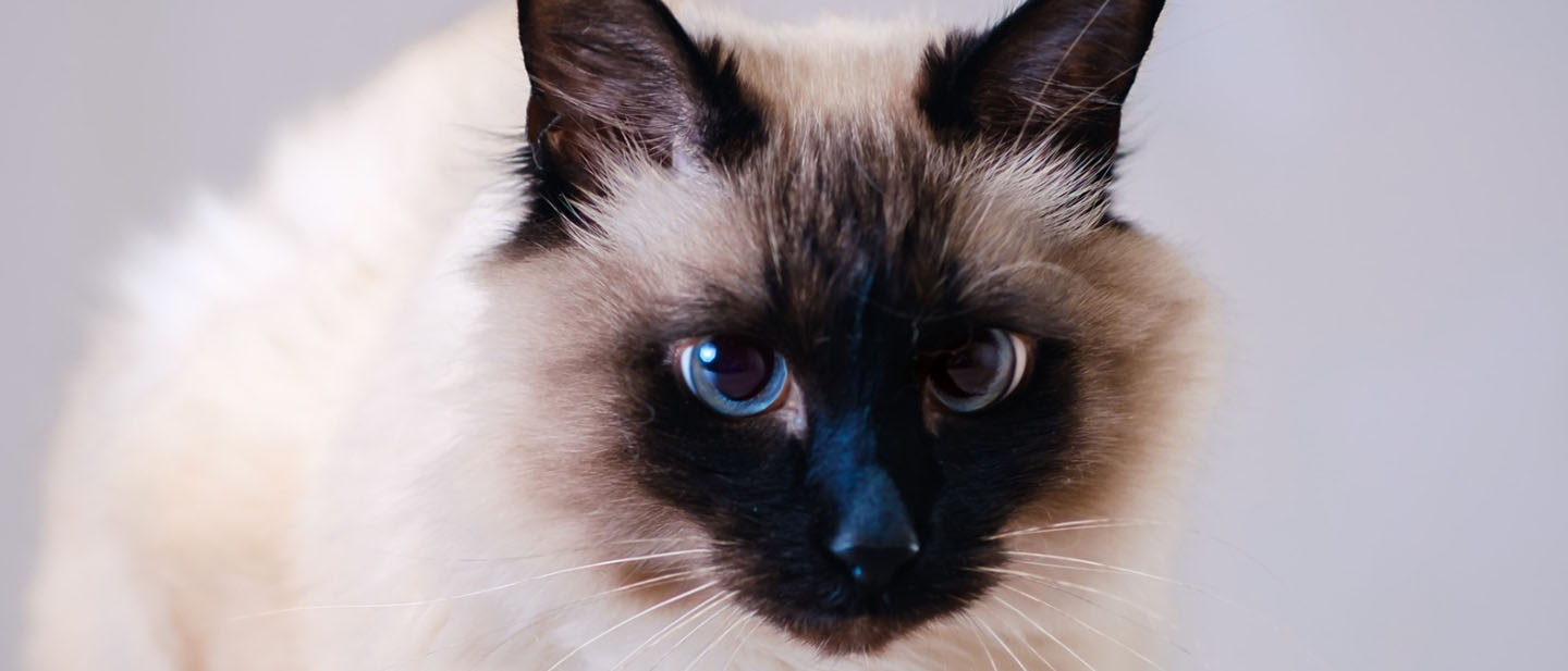 Balinese Cat Breed Information - WHISKAS® Phillipines