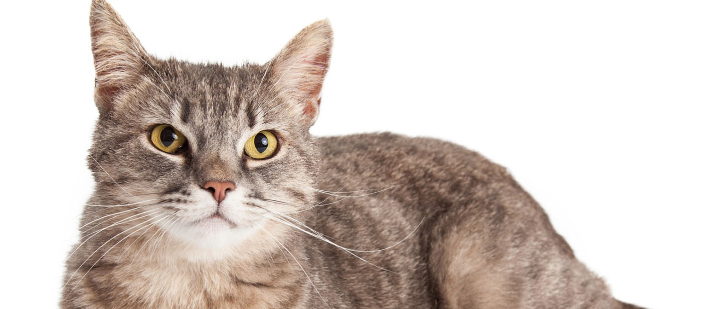 Moggie Cat Personality, Temperament - Whiskas® Phillipines