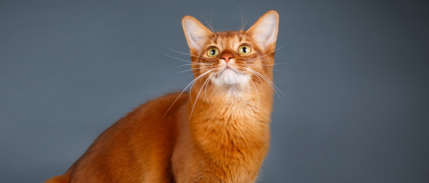 somali red cat