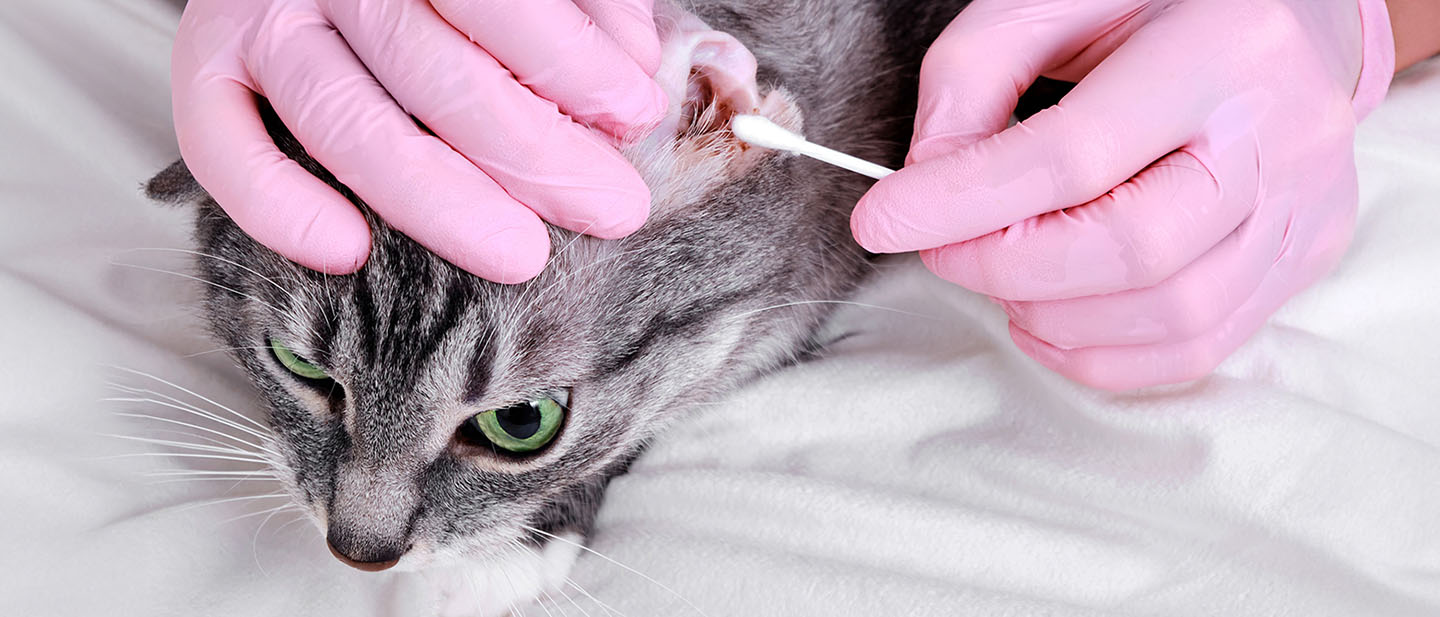 Common Cat Ear Diseases - WHISKAS® Phillipines
